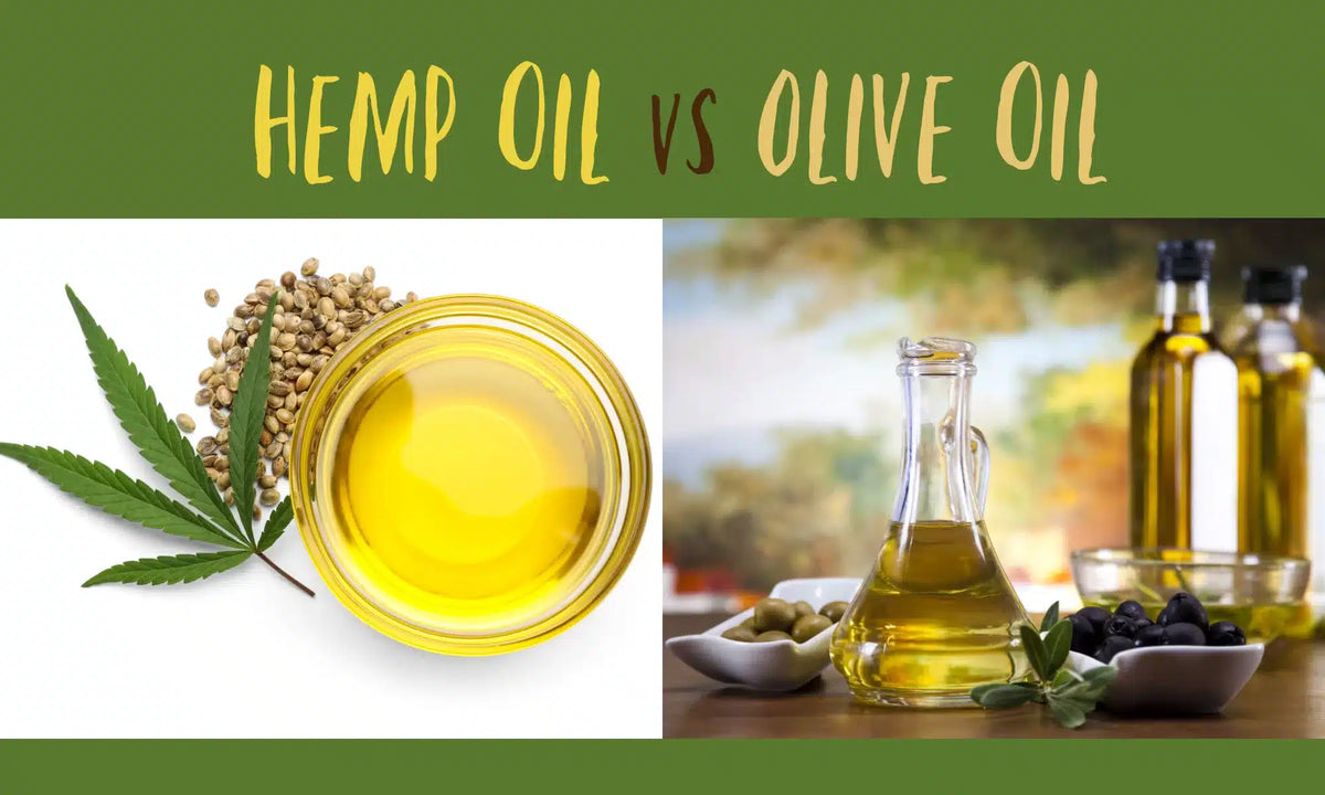 The Difference Between Olive Oil and Hemp Seed Oil – UK Hemp Ltd